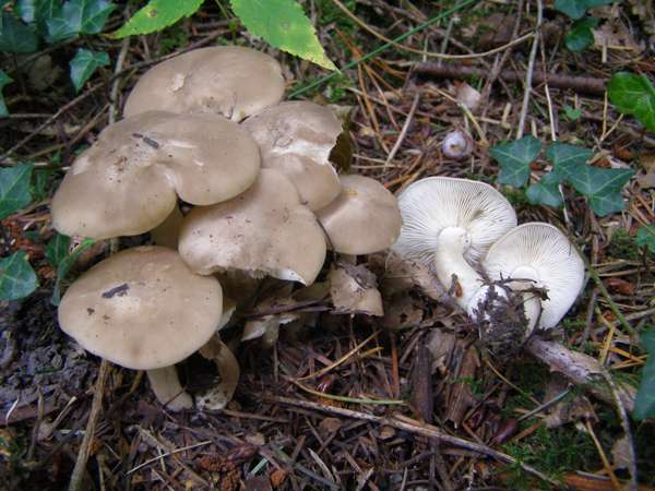 Entoloma rhodopolium, Wood Pinkgill mushroom
