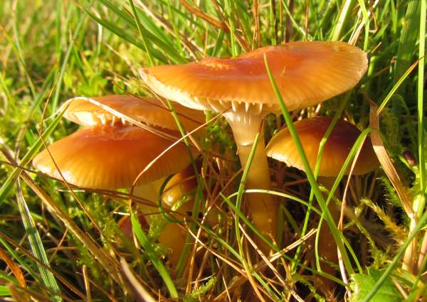 Gliophorus laetus, Heath Waxcap identification