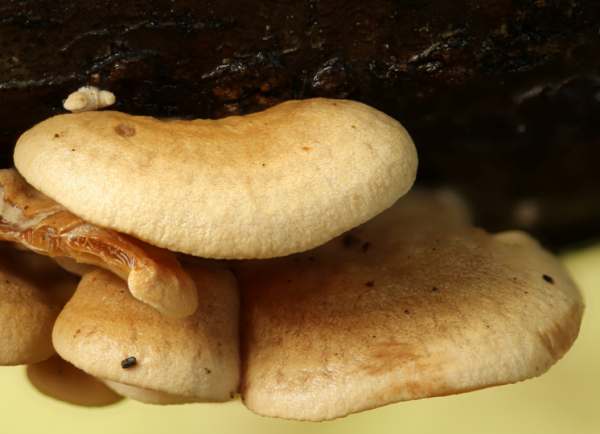 Panellus stipticus, Bitter Oysterling mushroom